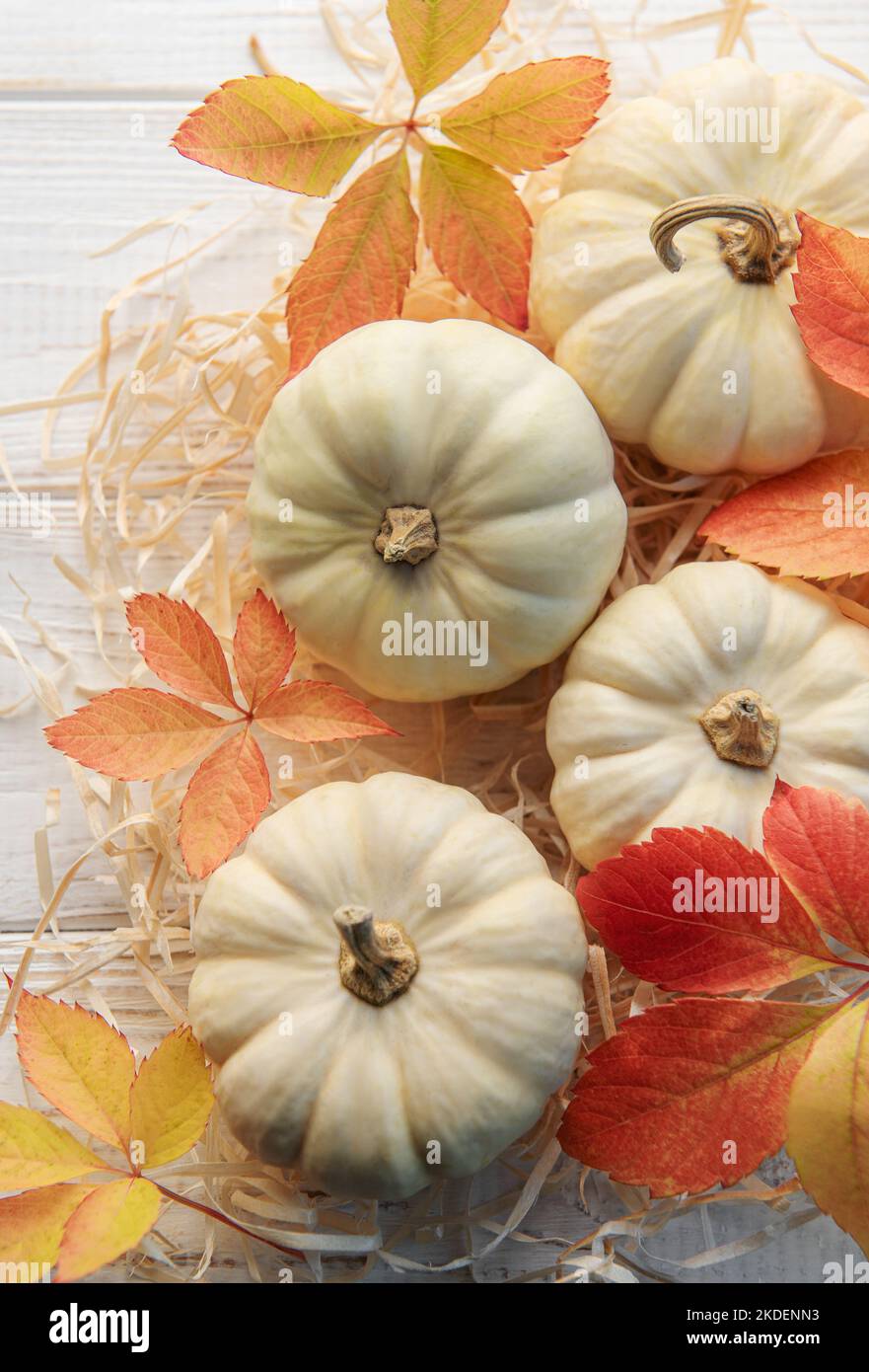 Thanksgiving or harvest flatlay with pumpkins on white wooden ...