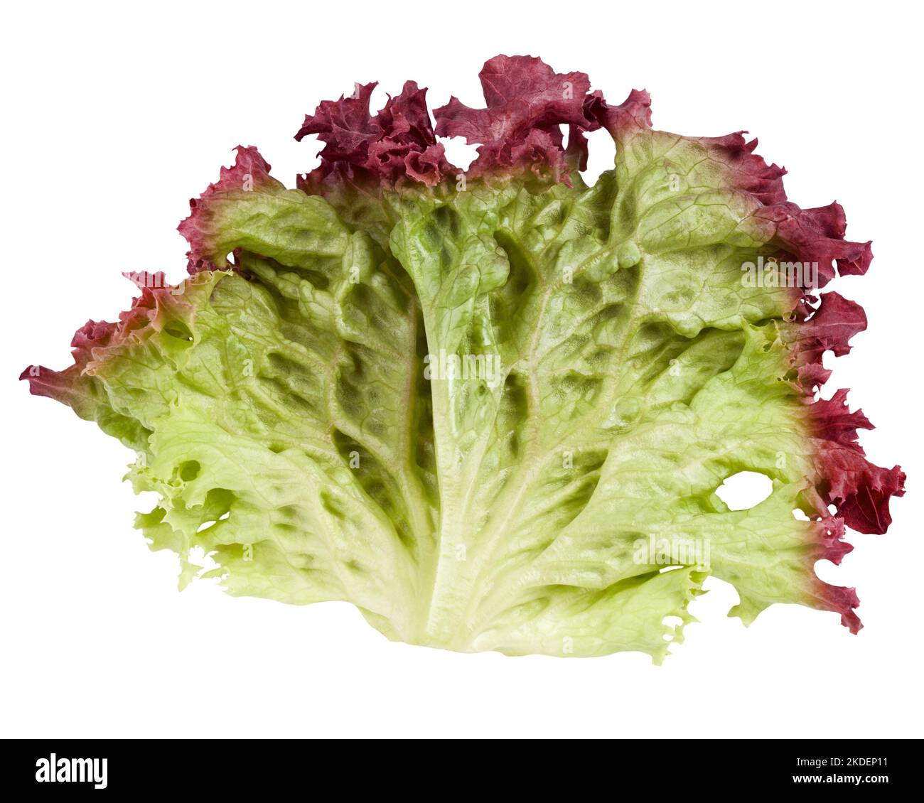 Red salad, lettuce leaf, lollo rosso, isolated on white background ...