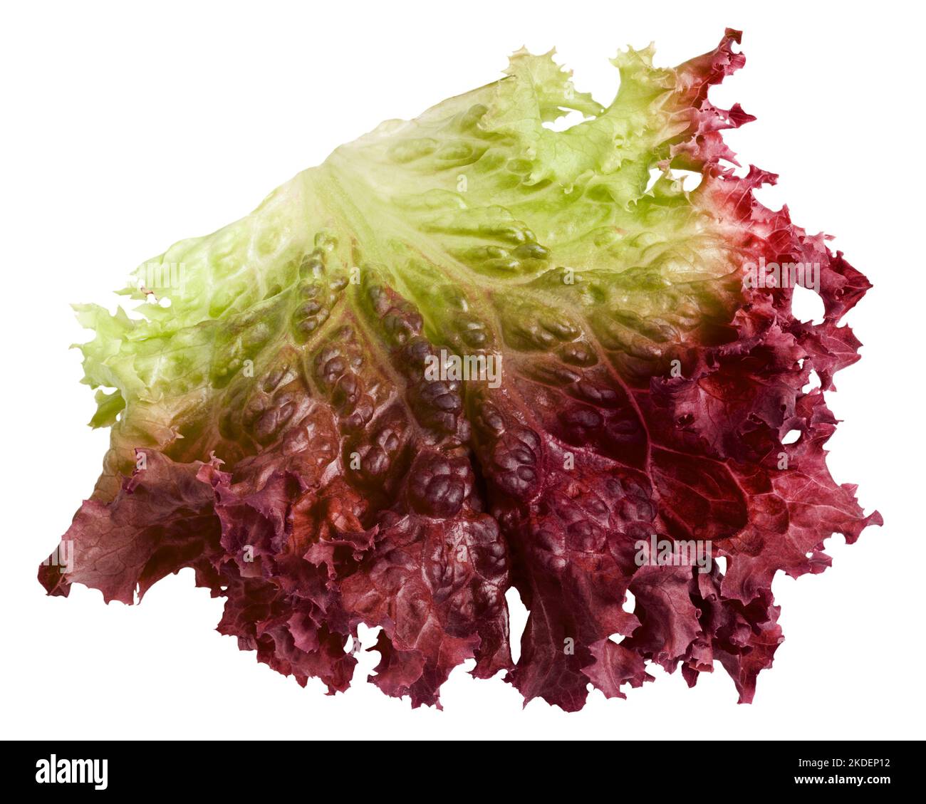 Red salad, lettuce leaf, lollo rosso, isolated on white background ...