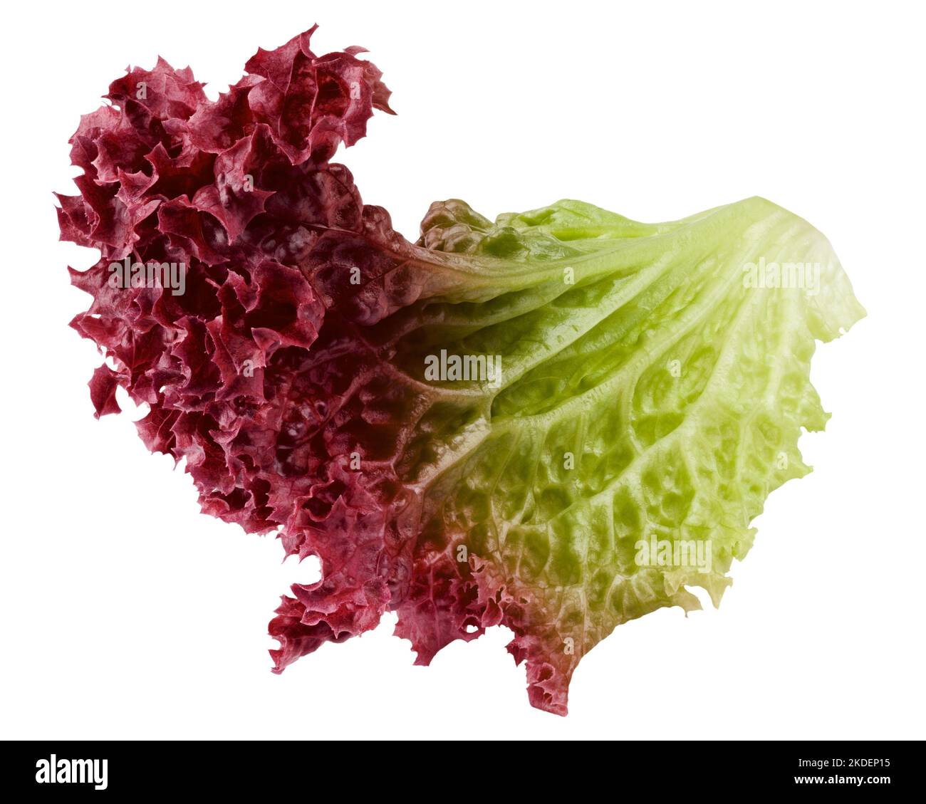 Red salad, lettuce leaf, lollo rosso, isolated on white background ...