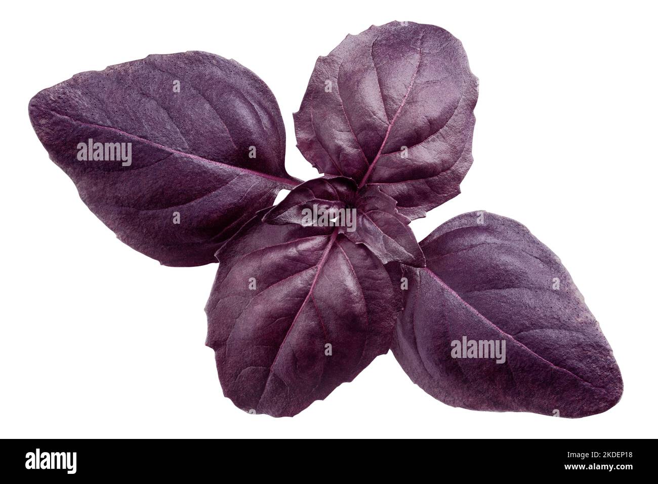 basil, purple, red, violet, isolated on white background, clipping path ...