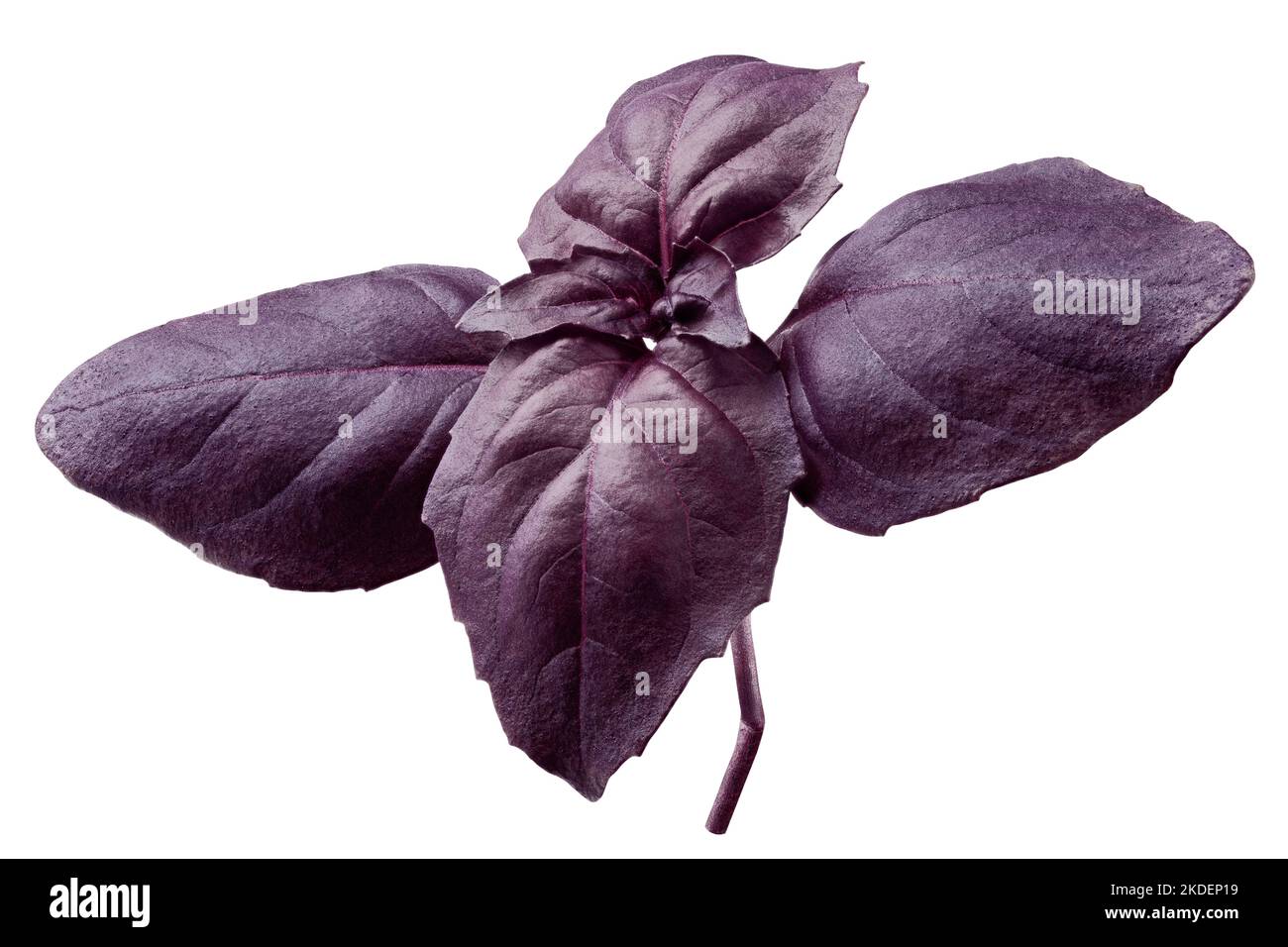 basil, purple, red, violet, isolated on white background, clipping path ...