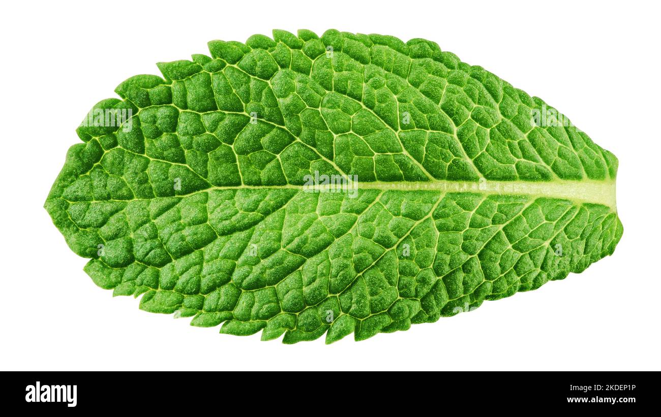 mint leaves, spearmint, isolated on white background, clipping path, full depth of field Stock ...