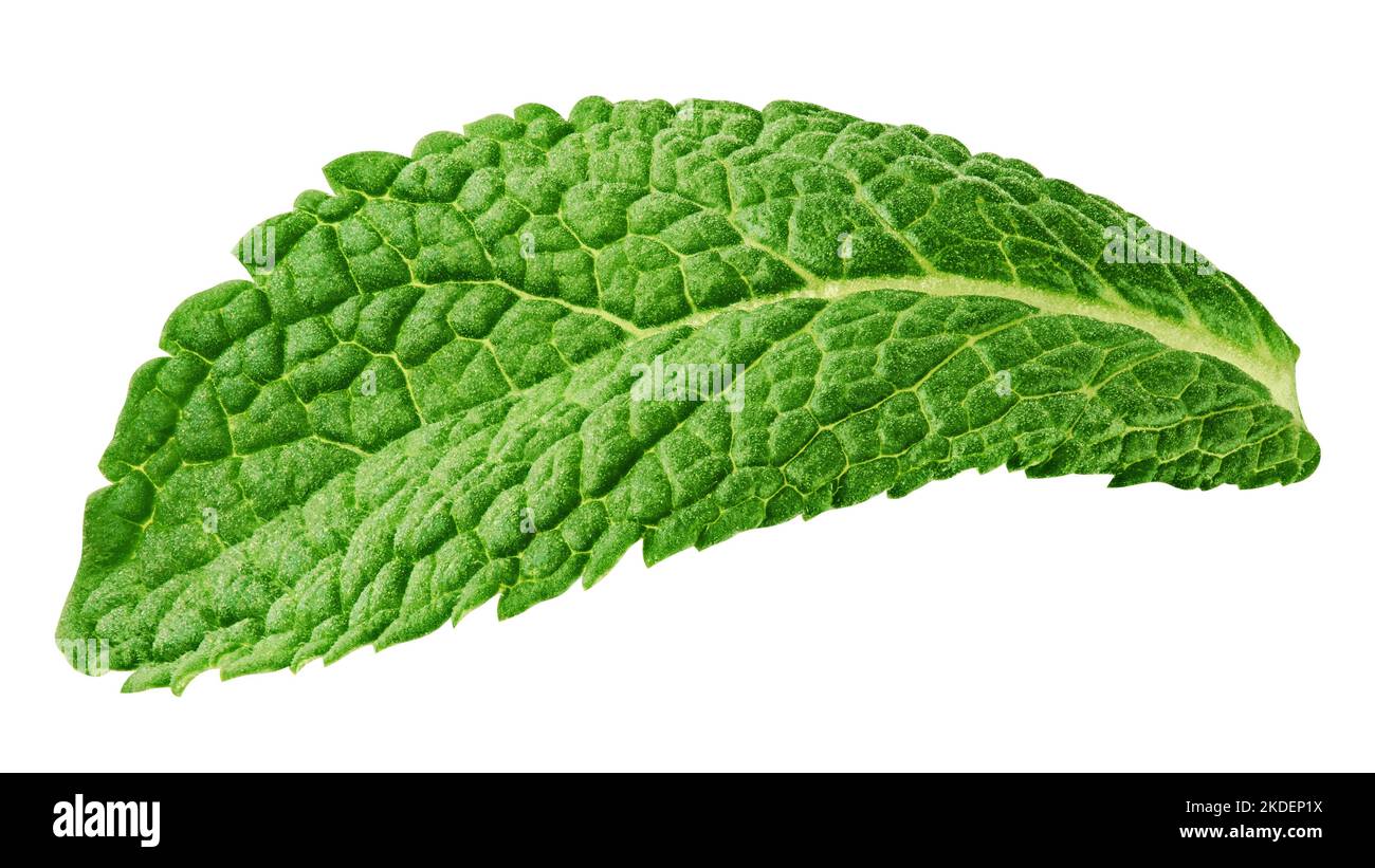 mint leaves, spearmint, isolated on white background, clipping path, full depth of field Stock ...