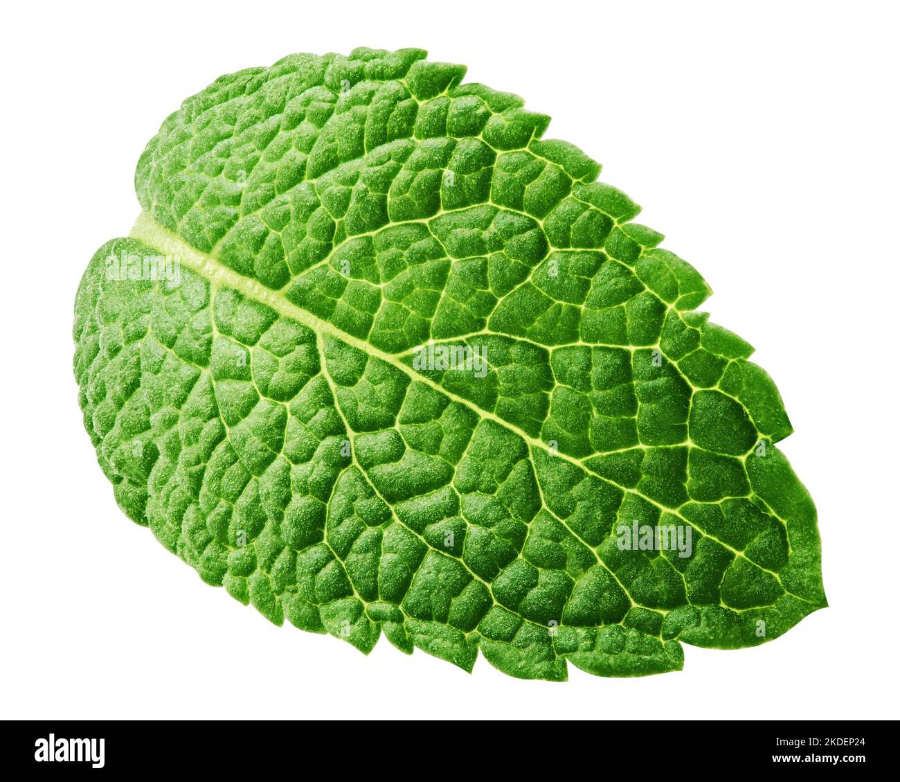 mint leaves, spearmint, isolated on white background, clipping path, full depth of field Stock ...