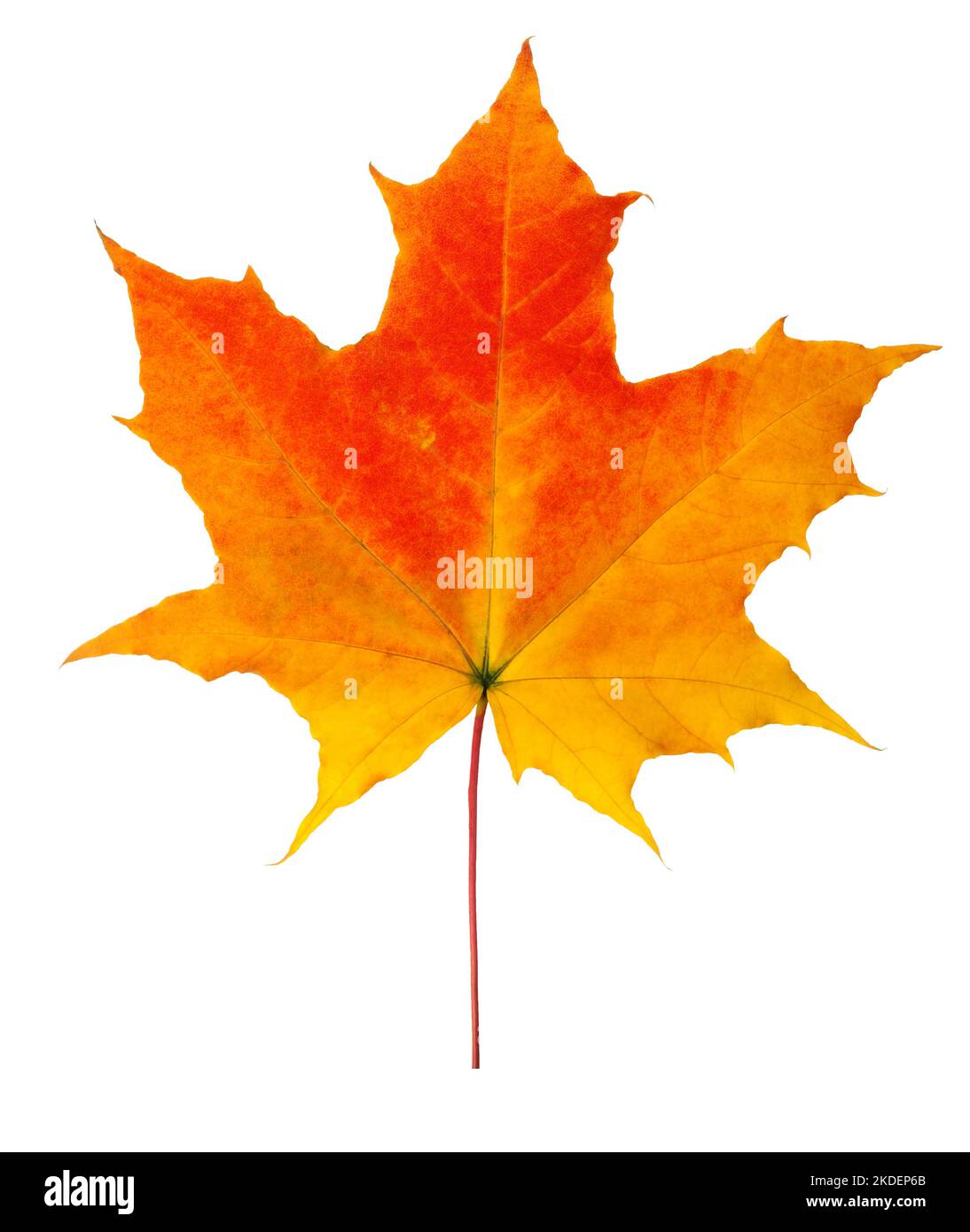 autumn maple leaf isolated on white background, clipping path, full ...
