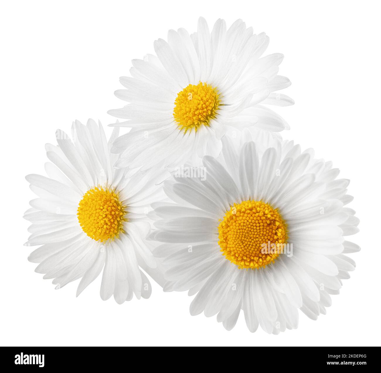 chamomile isolated on white background, clipping path, full depth of field Stock Photo - Alamy