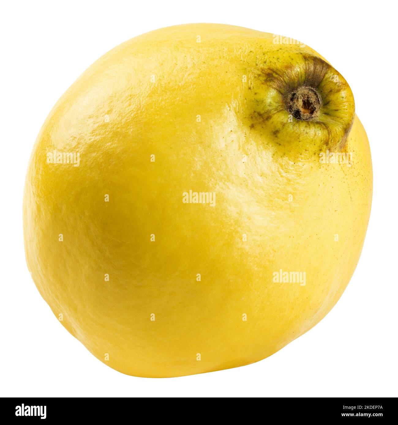 quince isolated on the white background, clipping path, full depth of ...