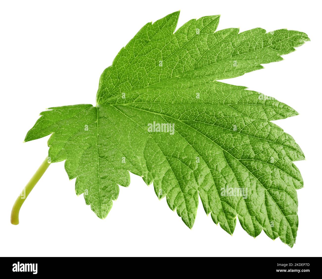 Currant leaf isolated on white background, clipping path, full depth of ...