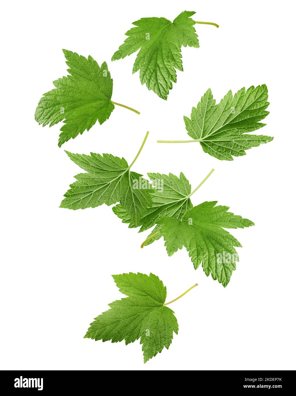 Falling Currant leaf isolated on white background, clipping path, full ...