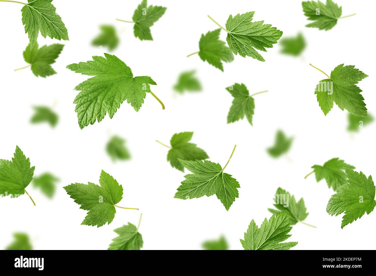 Falling Currant leaf isolated on white background, selective focus ...