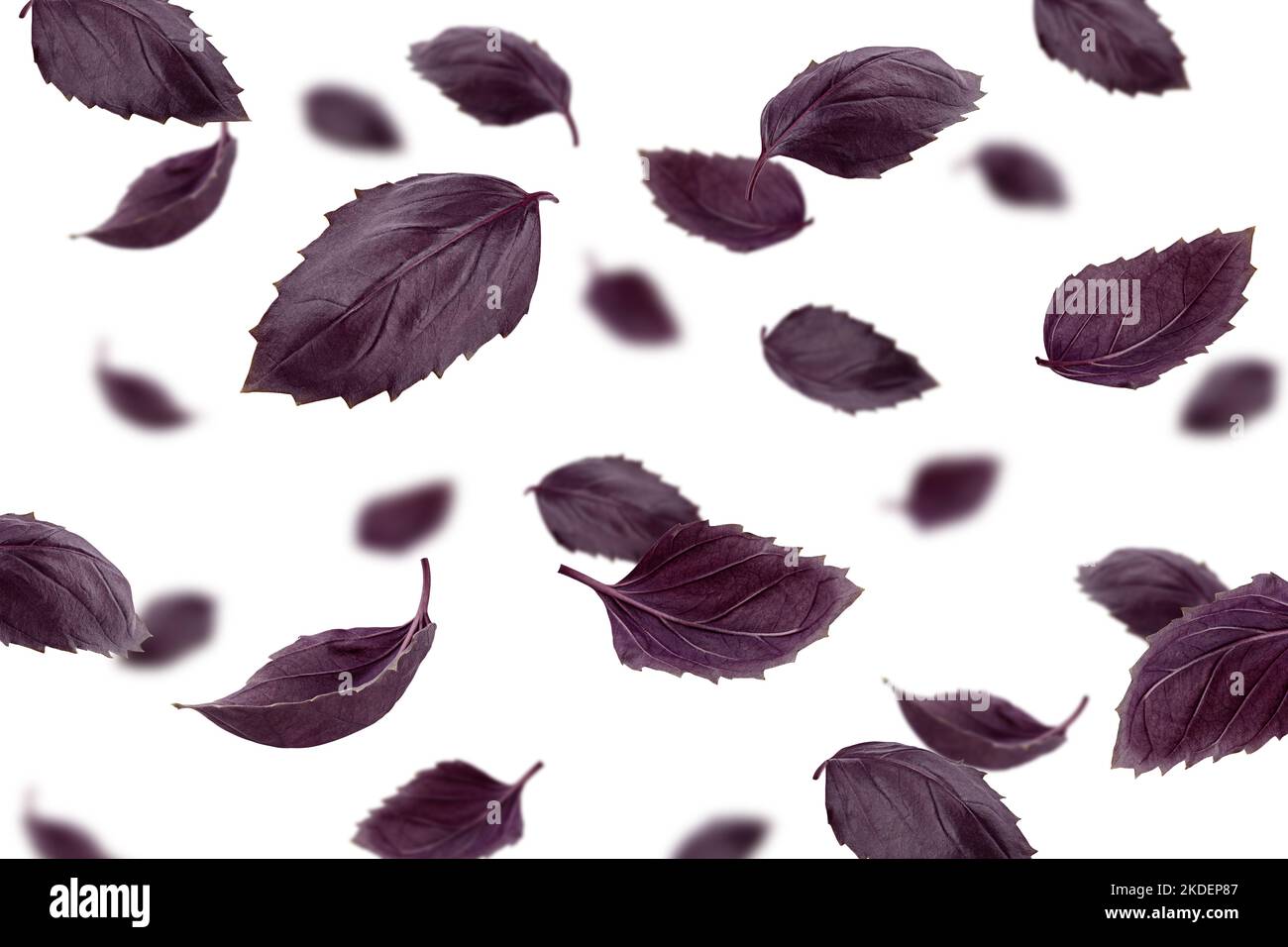 Purple basil plant Cut Out Stock Images & Pictures - Alamy