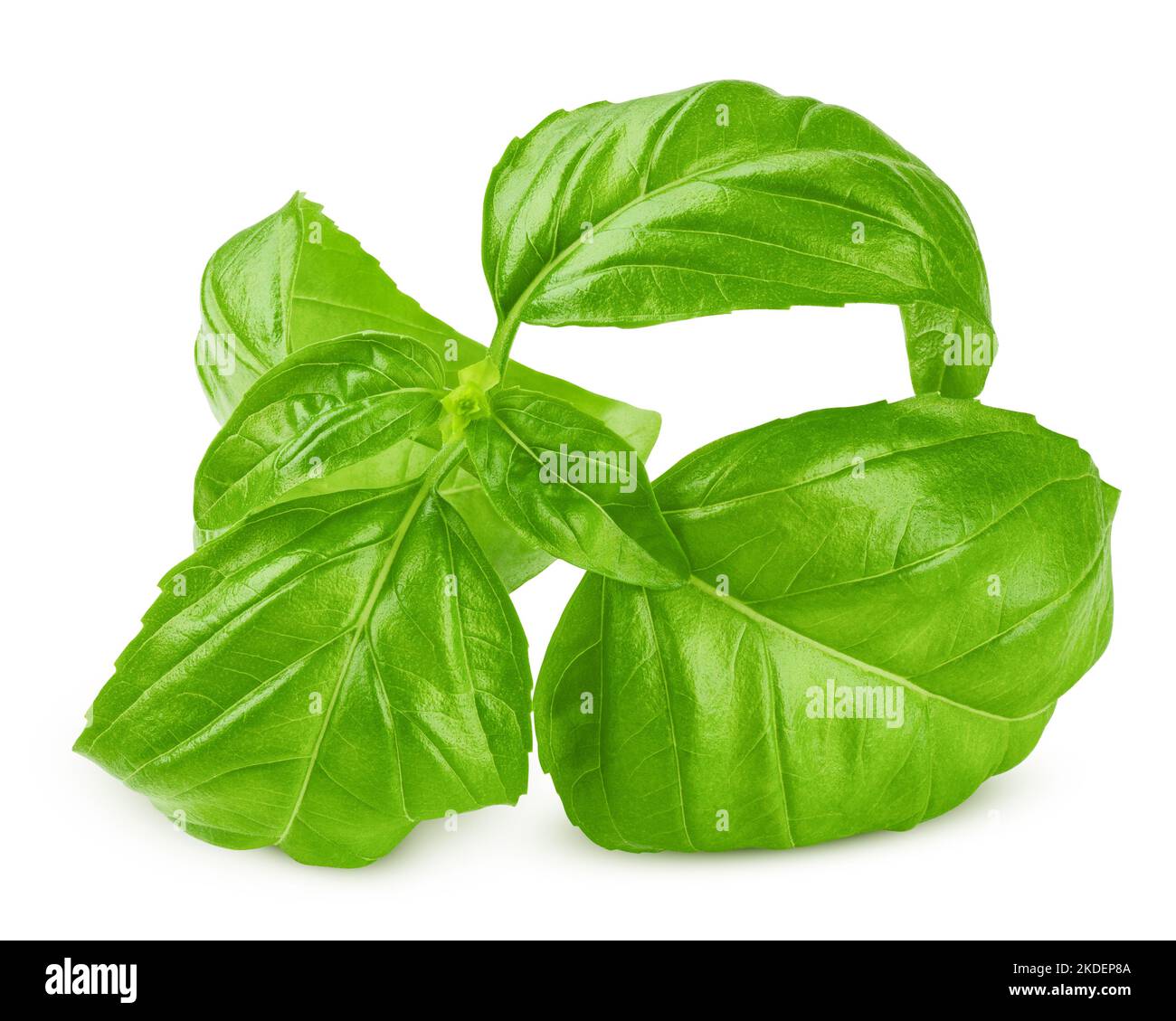 basil, isolated on white background, clipping path, full depth of field ...
