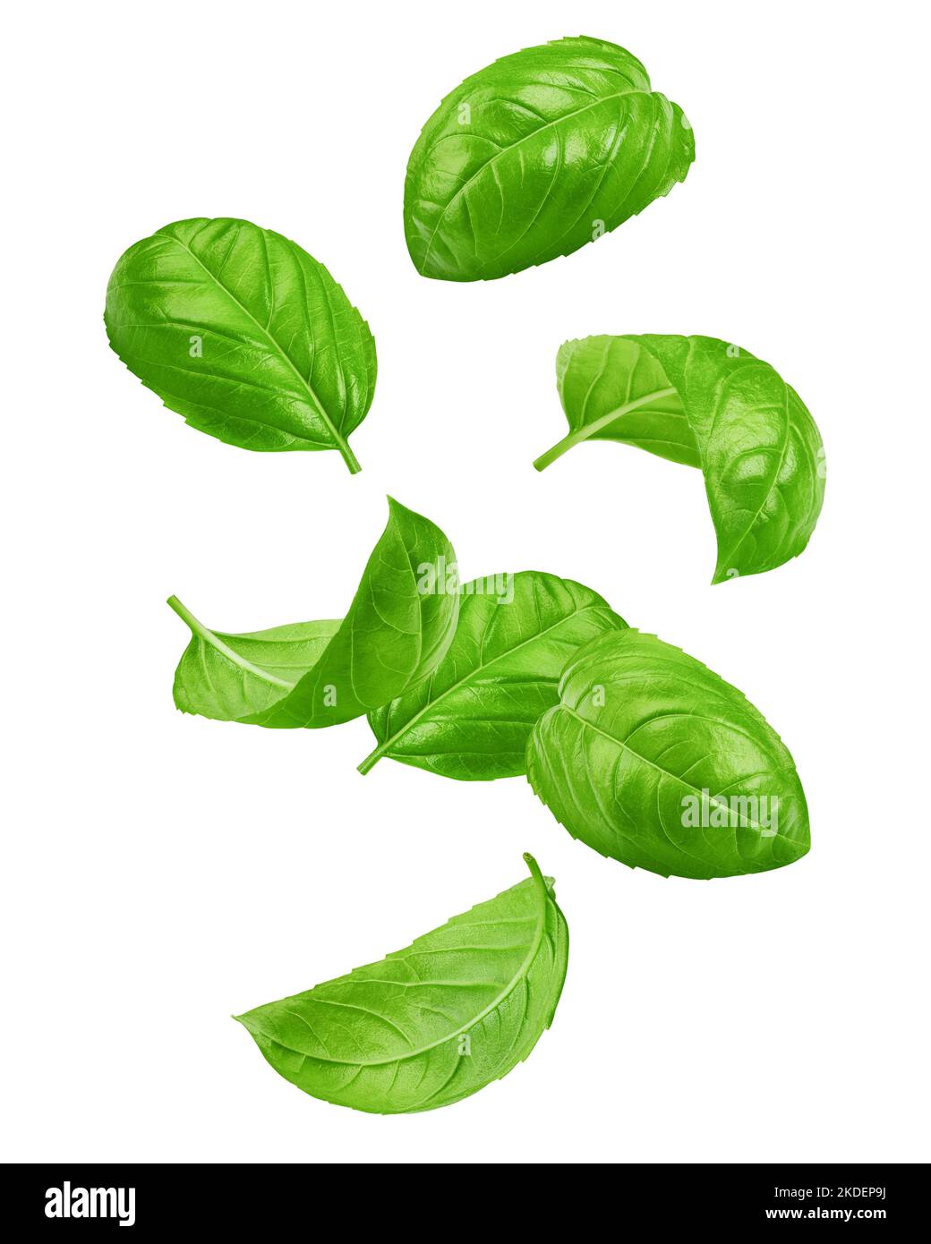 Falling basil, isolated on white background, clipping path, full depth ...