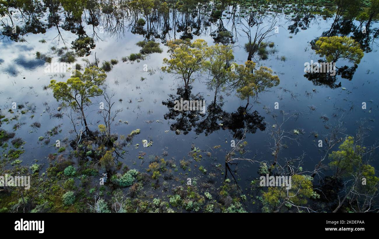 Low altitude aerial of dark coloured flood waters surrounding tree and ...