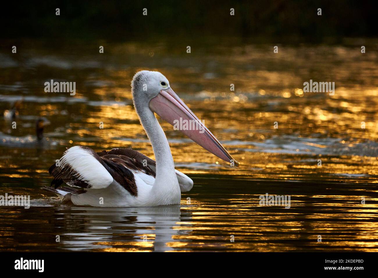 Pellicanus conspicillatus hi-res stock photography and images - Alamy