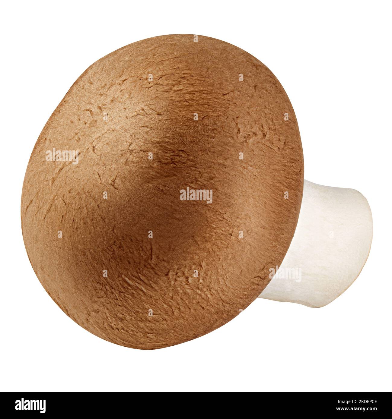 champignon, mushroom, isolated on white background, clipping path, full ...