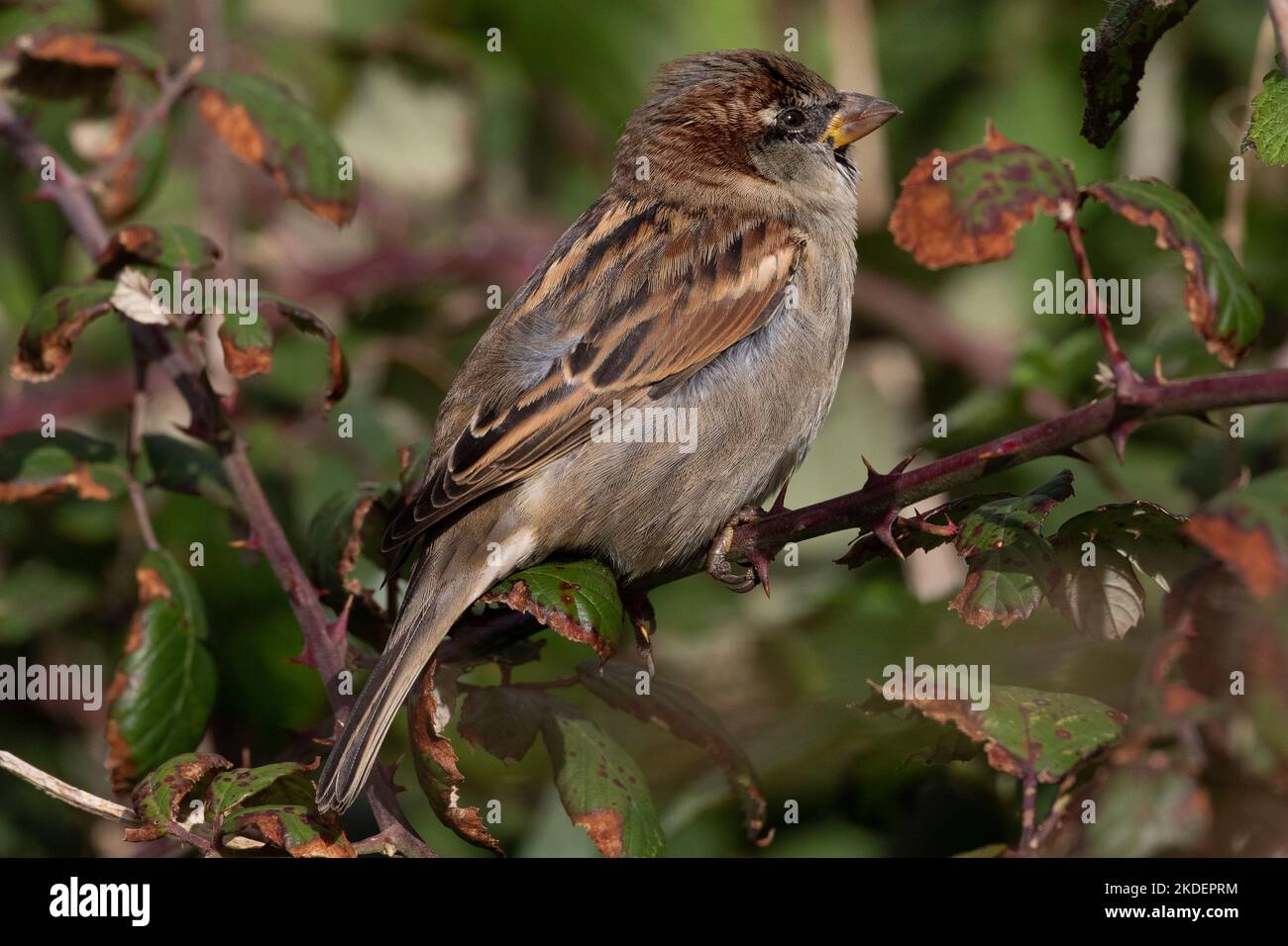 House Sparrow, Cornwall, UK Stock Photo - Alamy