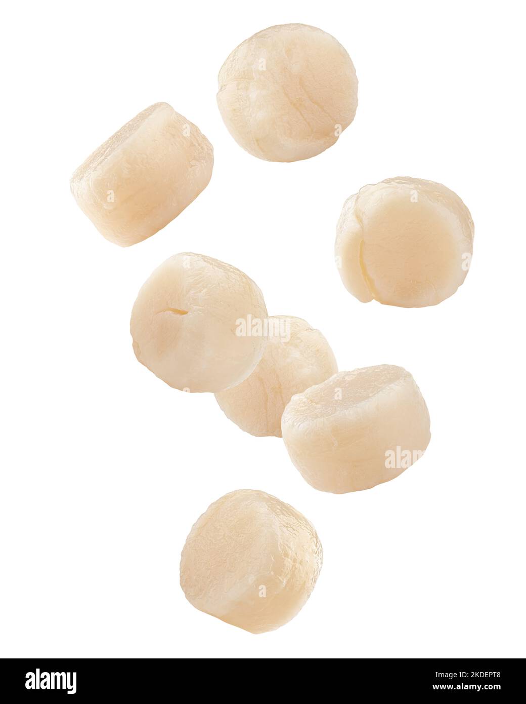 Falling scallop isolated on white background, clipping path, full depth ...