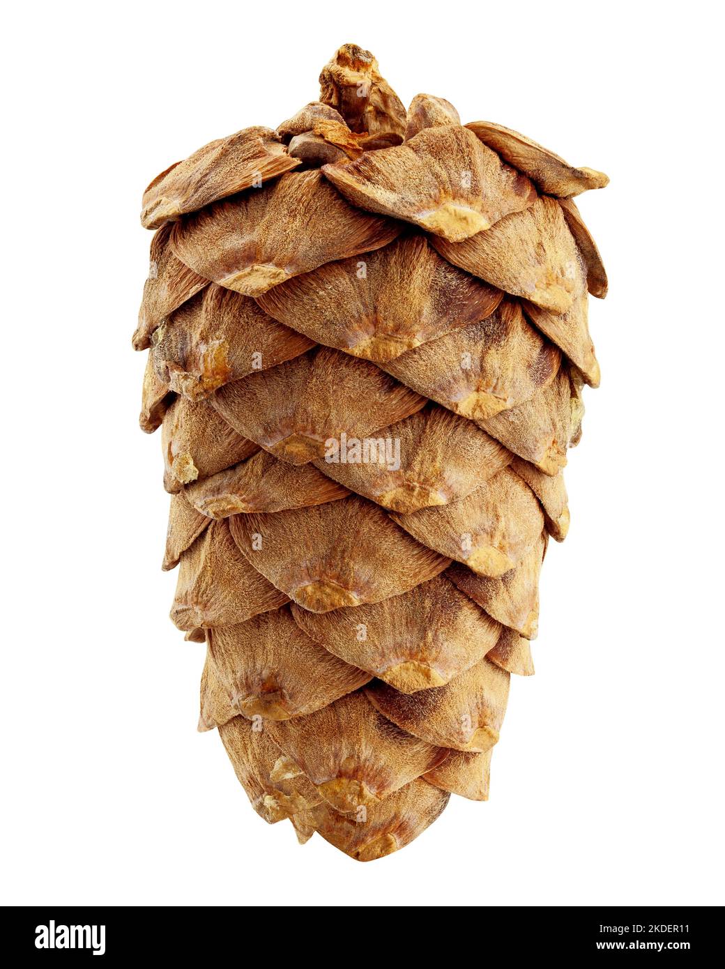 cedar pine cone isolated on white background, clipping path, full depth ...