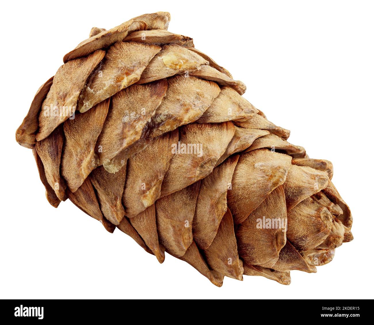 cedar pine cone isolated on white background, clipping path, full depth ...