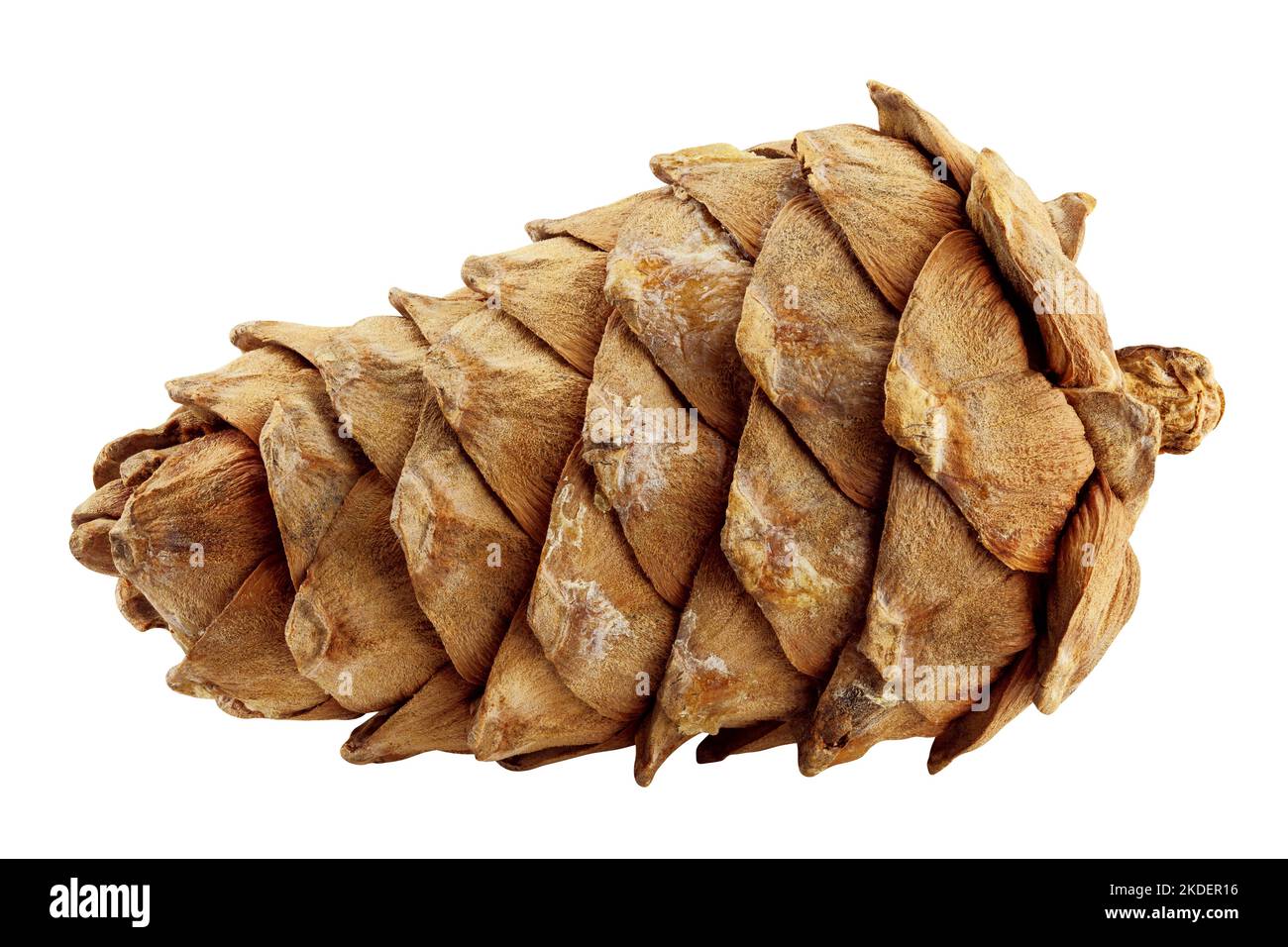 cedar pine cone isolated on white background, clipping path, full depth ...