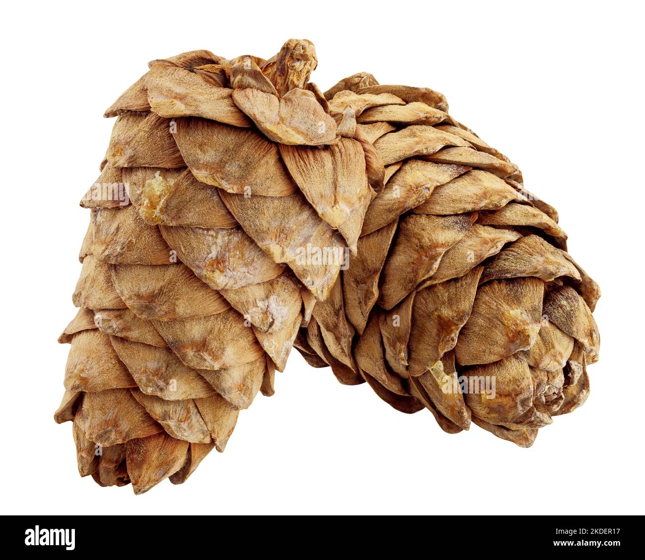 cedar pine cone isolated on white background, clipping path, full depth ...