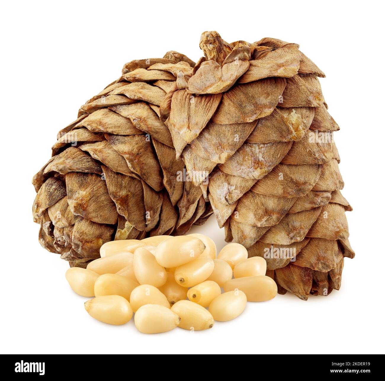 cedar cone, nuts, isolated on white background, clipping path, full ...
