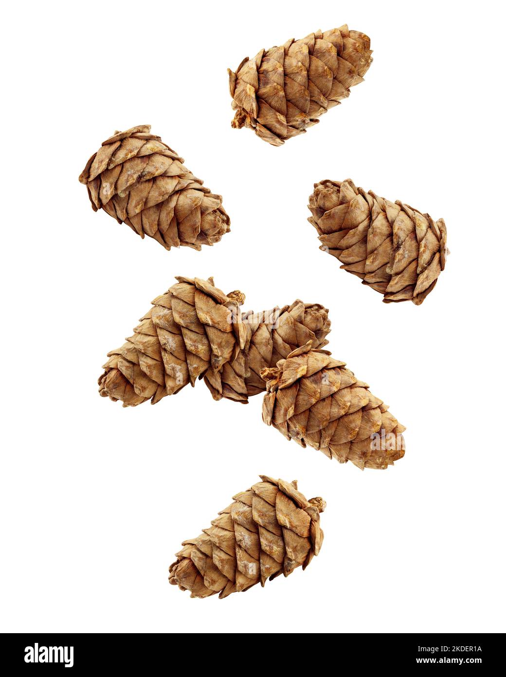 Falling cedar pine cone isolated on white background, clipping path ...