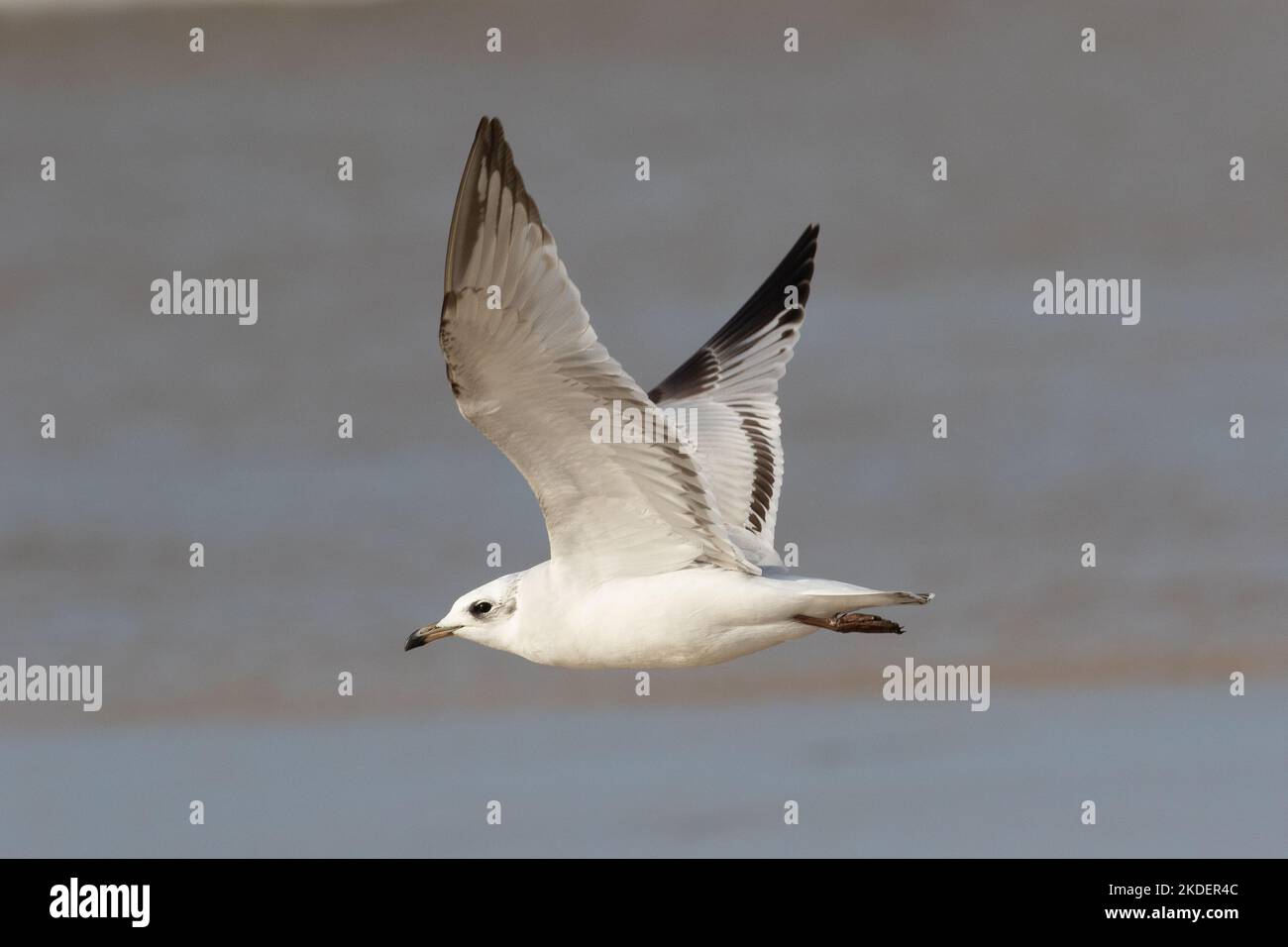 Gulls laridae hi-res stock photography and images - Alamy