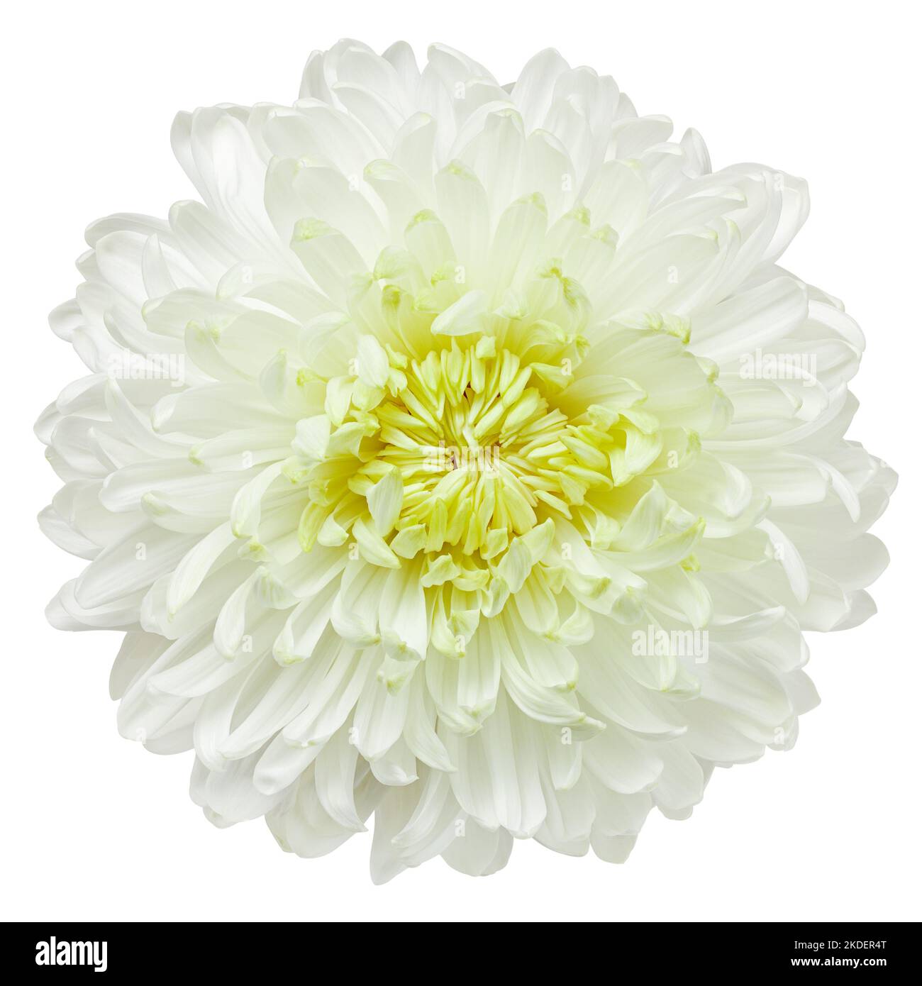 Chrysanthemum flower Cut Out Stock Images & Pictures - Alamy