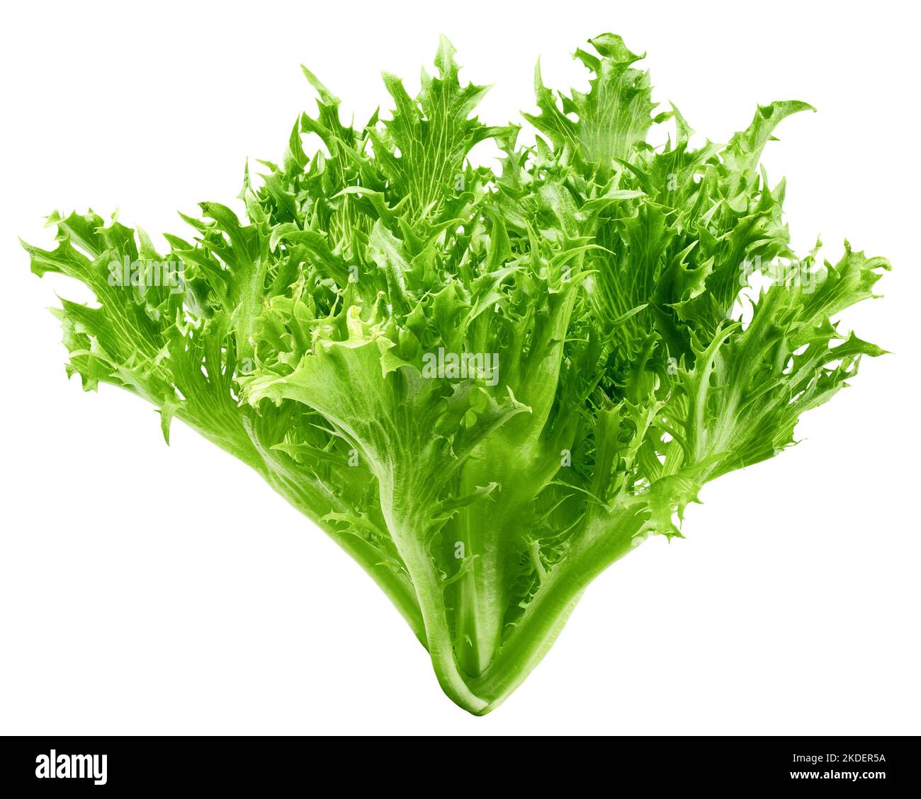 frisee, frieze, salad, lettuce, isolated on white background, clipping ...