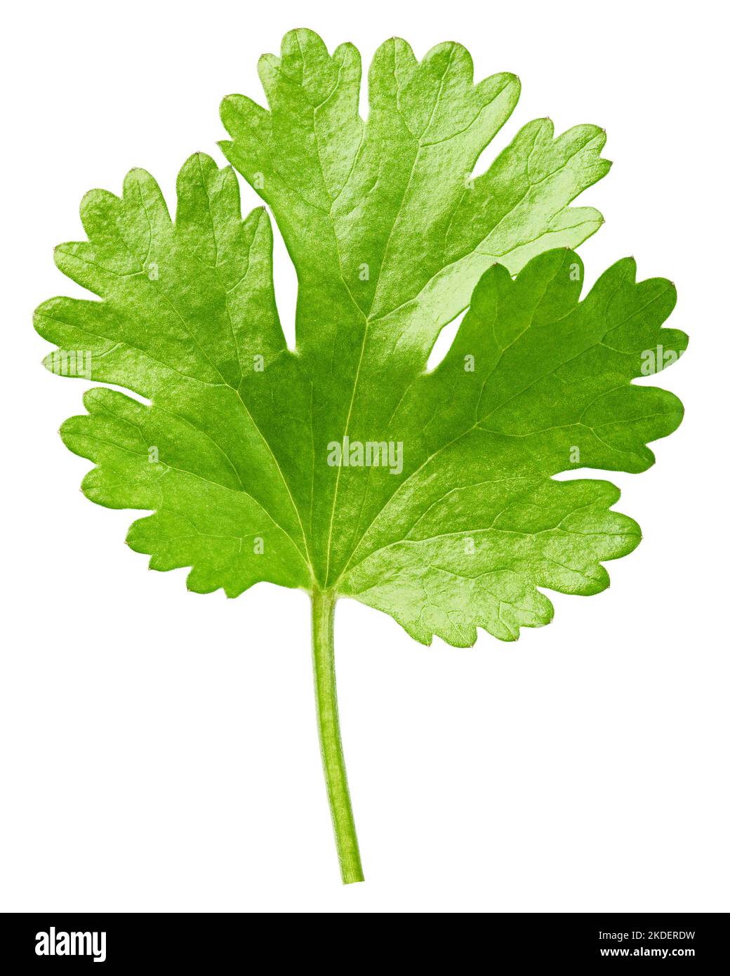 Coriander leaf isolated on white background, clipping path, full depth ...