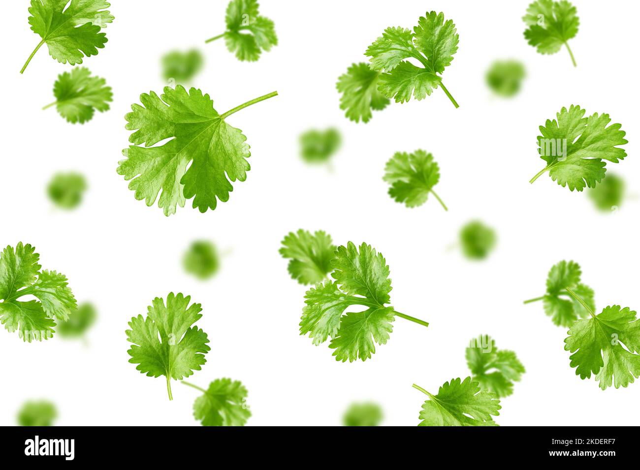 Coriander Leaves Png