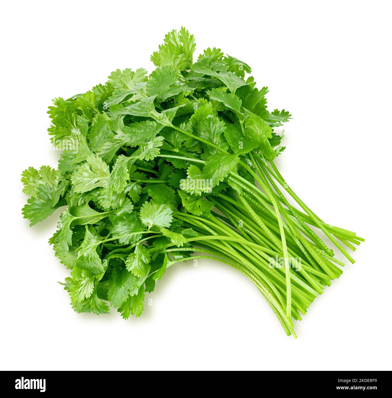 Coriander leaves isolated on white background, clipping path, full ...