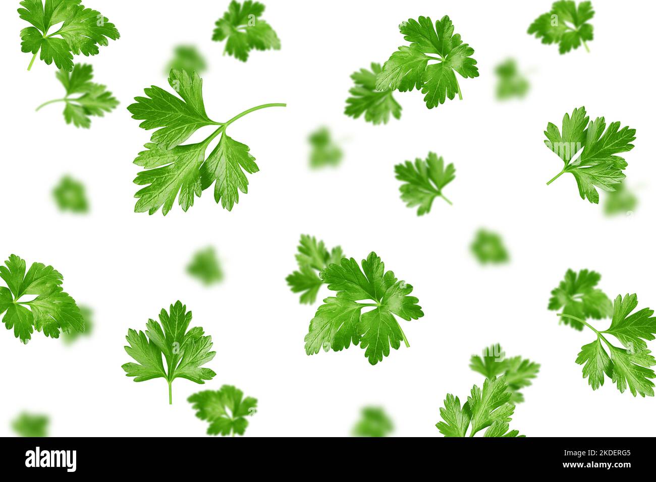 Set parsley hi-res stock photography and images - Alamy