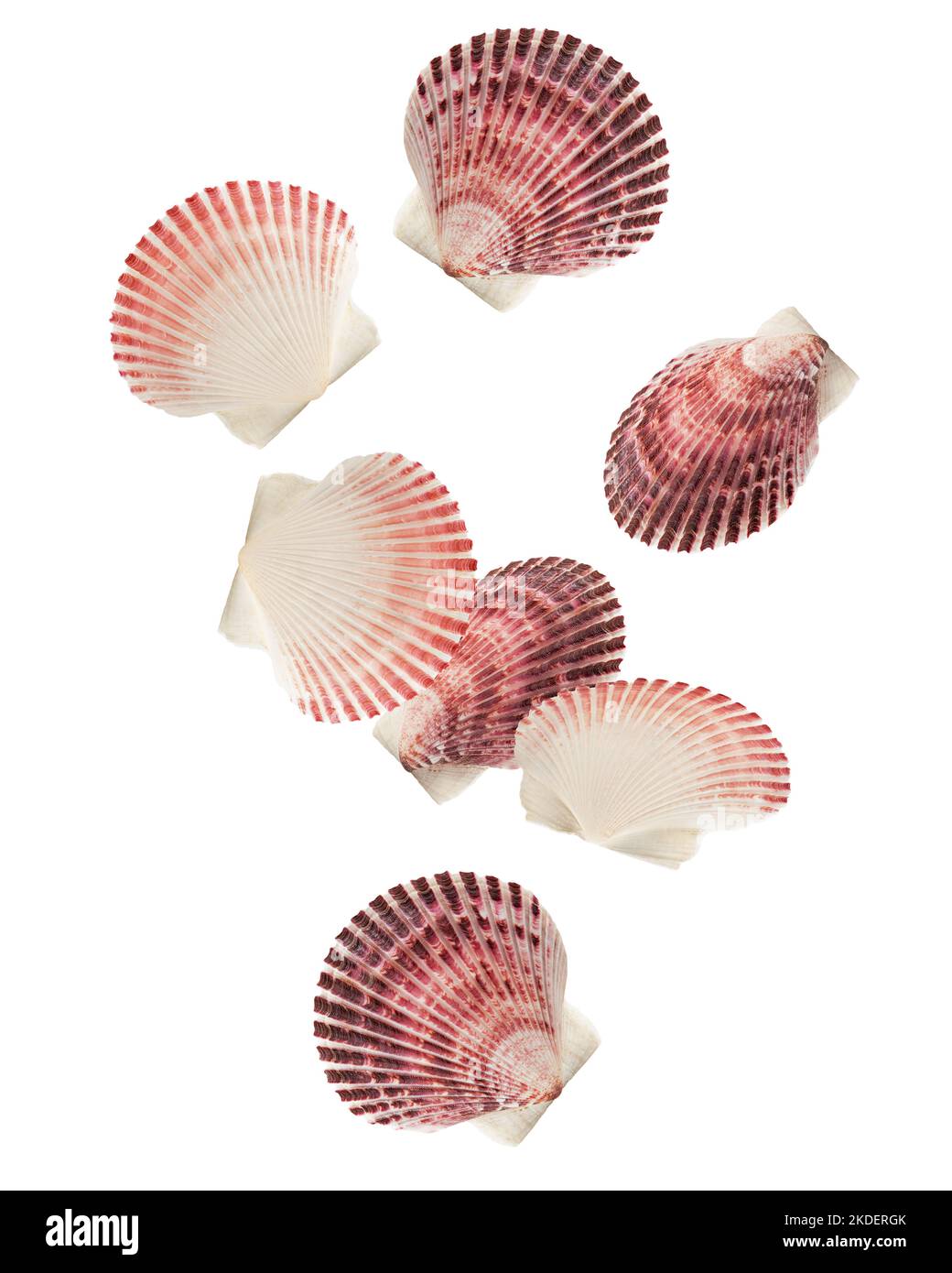 Falling scallops sea shell isolated on white background, clipping path ...