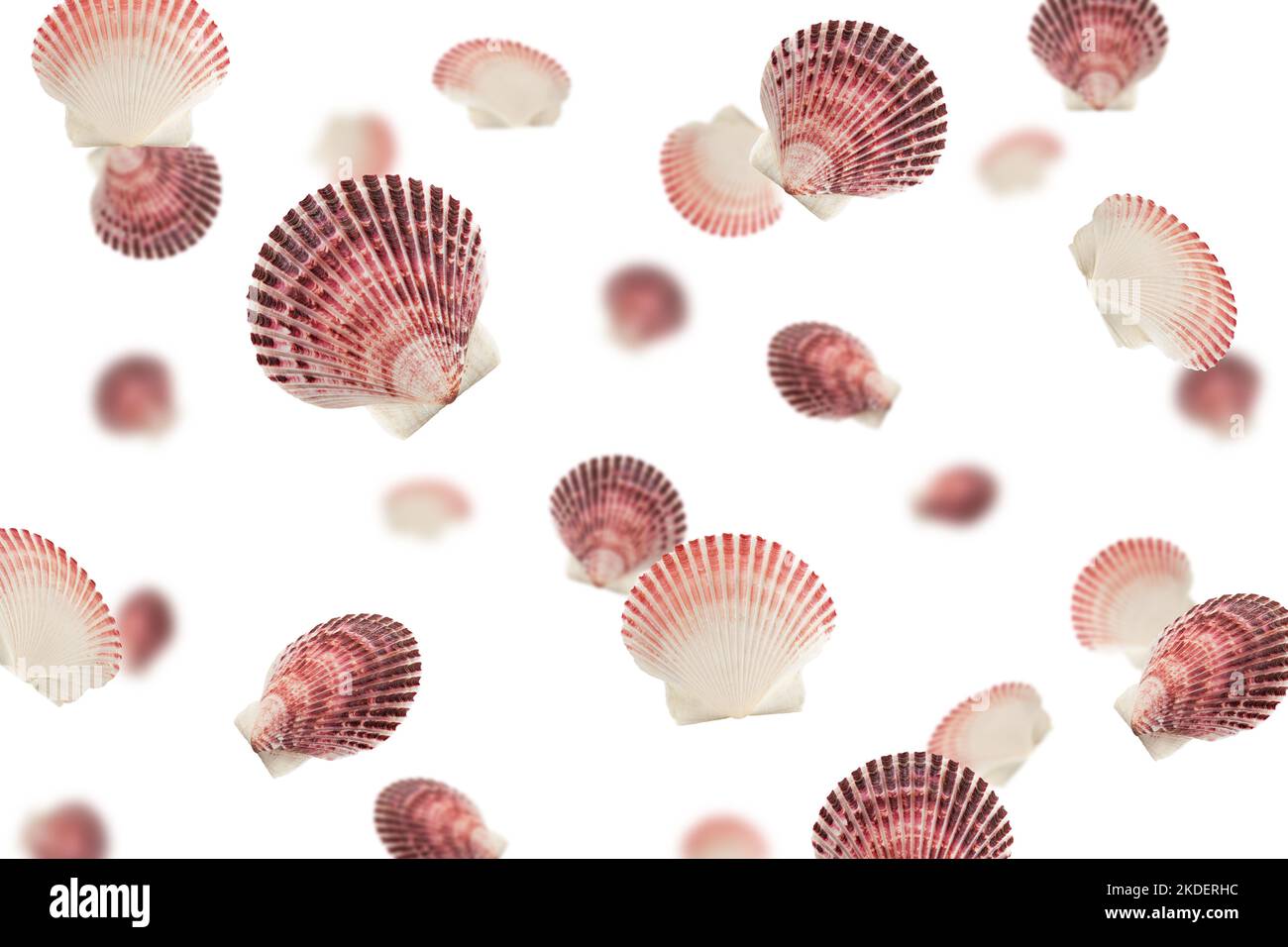 Falling scallops sea shell isolated on white background, selective ...
