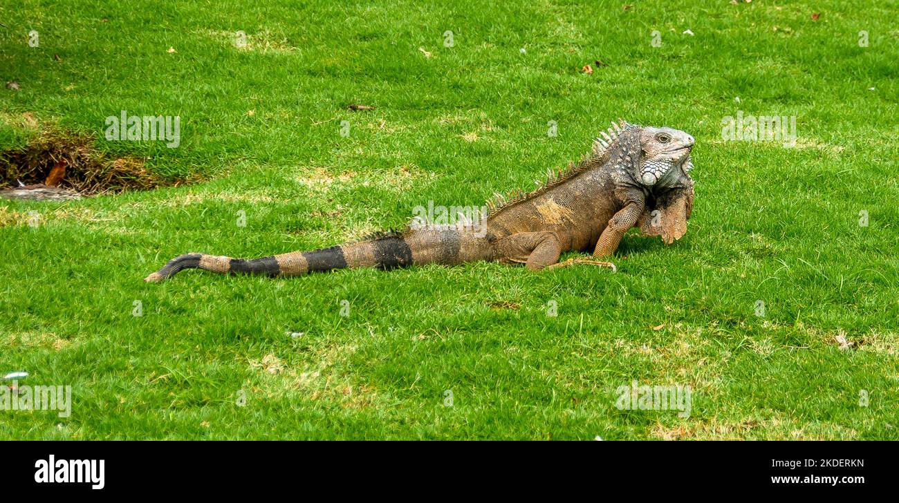 Close up of a male green iguana (iguana Iguana) with spines and dewlap ...