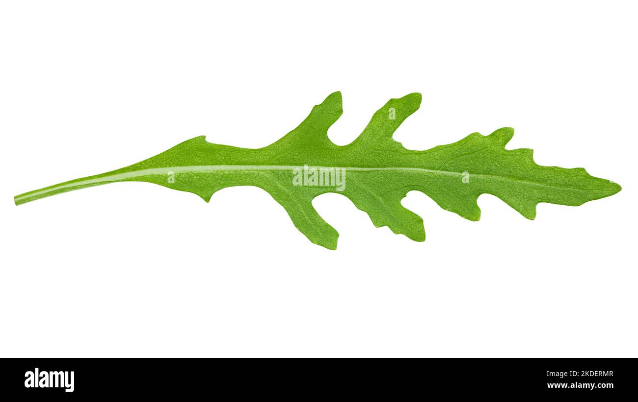 Arugula, rocket, eruca, rucola, isolated on white background, clipping ...