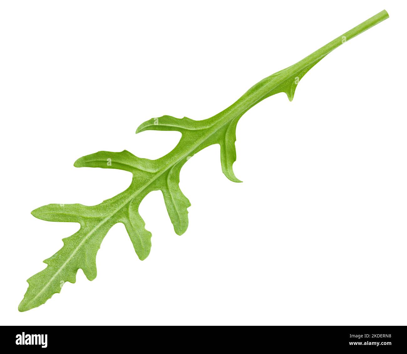 Arugula, rocket, eruca, rucola, isolated on white background, clipping ...