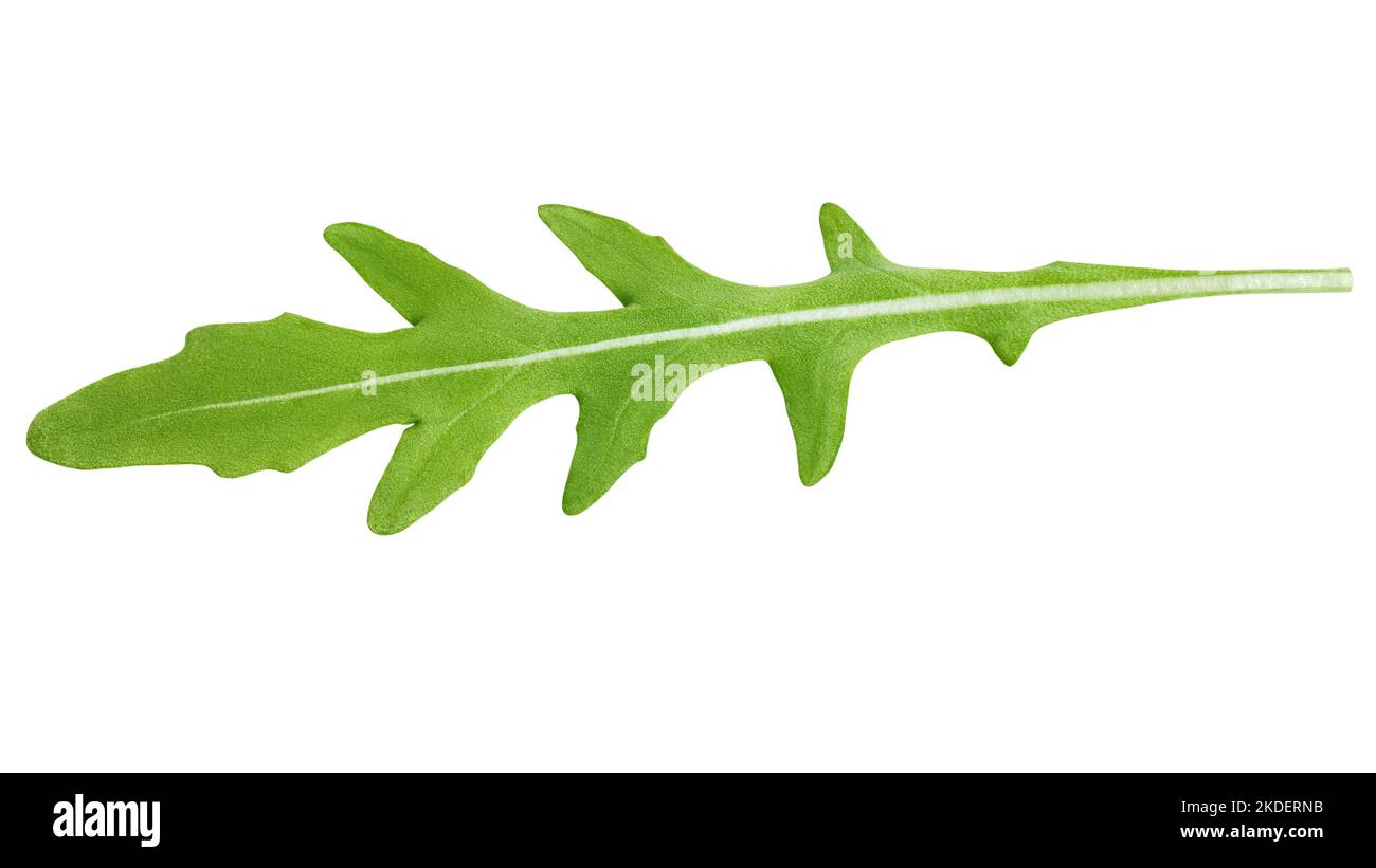 Arugula, rocket, eruca, rucola, isolated on white background, clipping ...