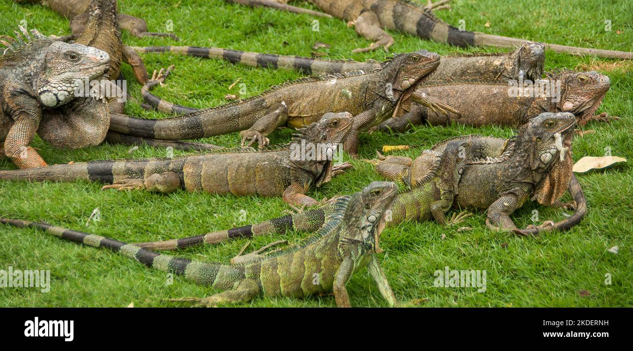 Close up of a green iguanas (iguana Iguana) with spines and dewlap ...