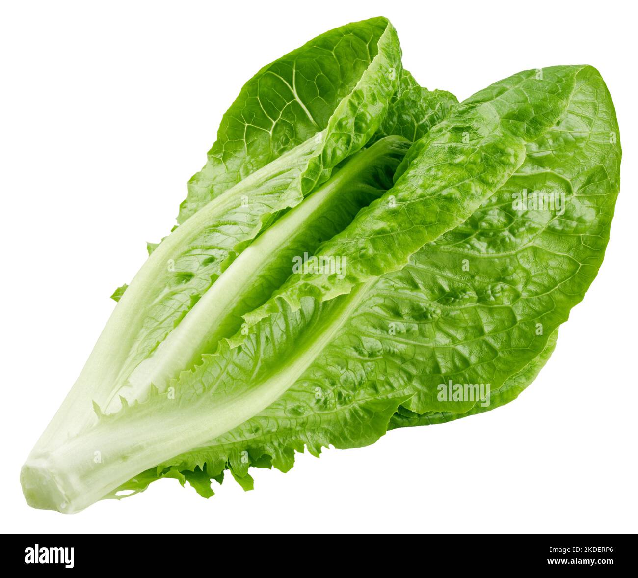 Romain Lettuce isolated on white background, clipping path, full depth ...