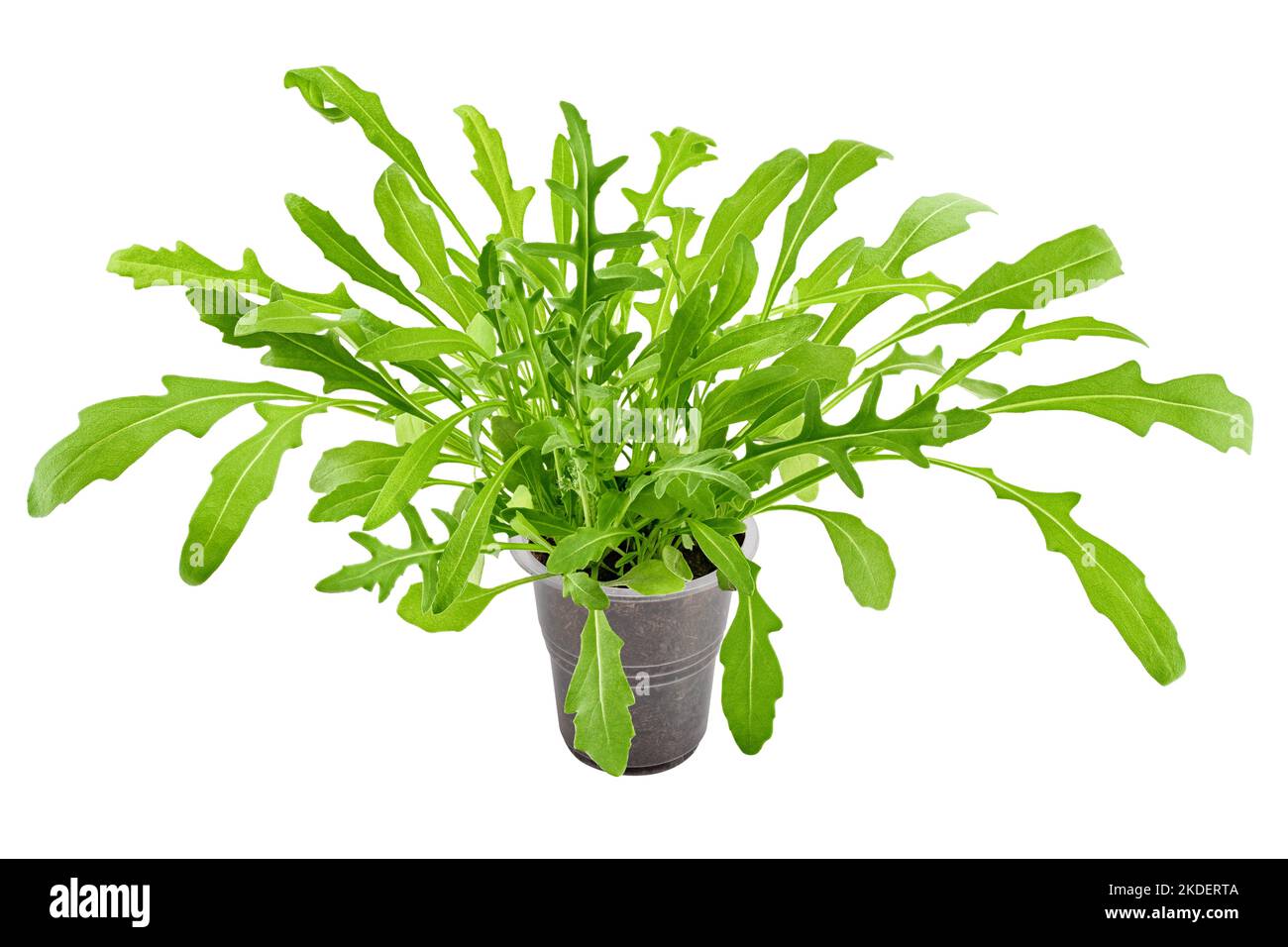 Arugula grows in pot, isolated on white background, clipping path, full ...