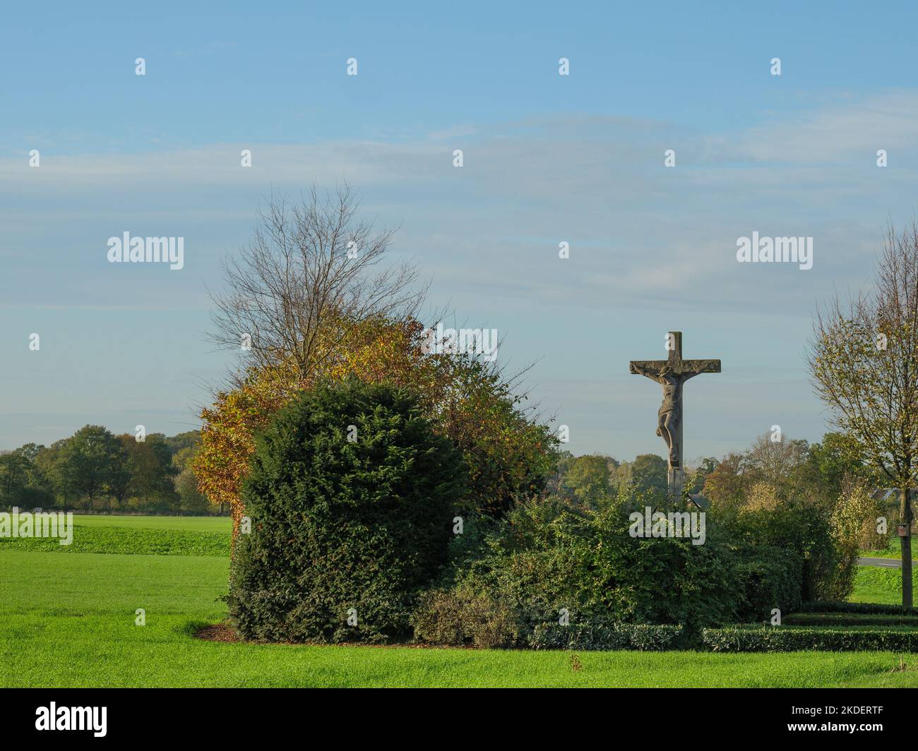 sunflowers on a field in the german muensterland Stock Photo - Alamy