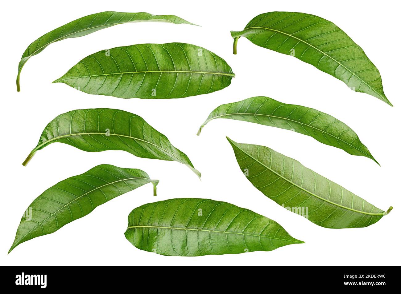 Mango leaf isolated on white background, clipping path, full depth of ...