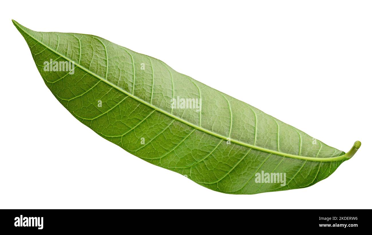 Mango leaf isolated on white background, clipping path, full depth of ...