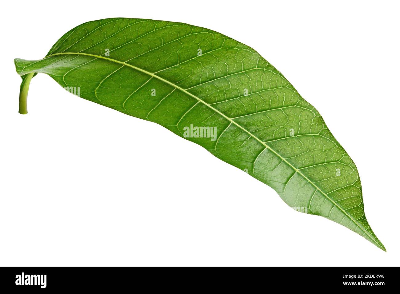 Mango juicy texture hi-res stock photography and images - Alamy