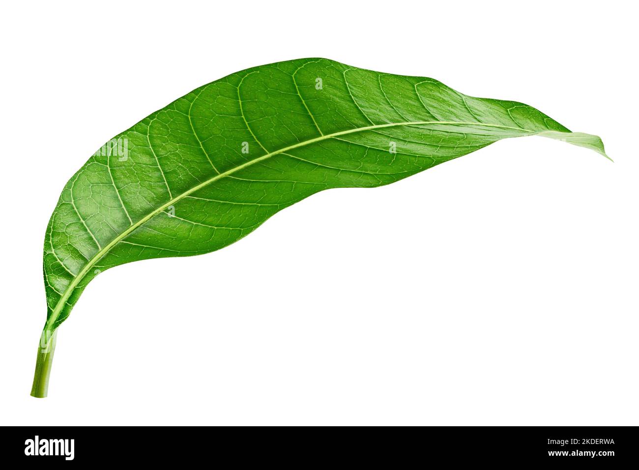 Mango leaf isolated on white background, clipping path, full depth of ...